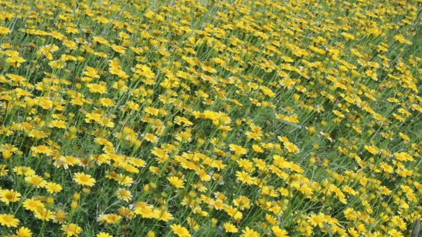 Yellow Daisy Field. Stock Footage Video (100% Royalty-free) 7998580 ...