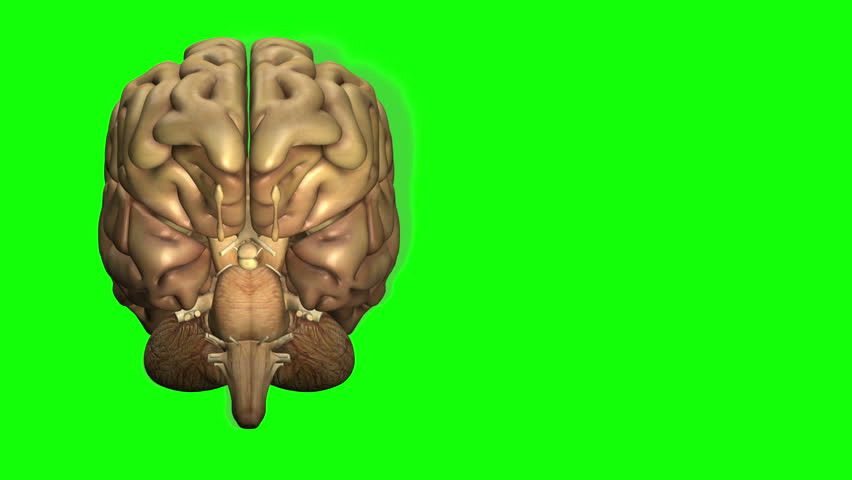 rotating healthy brain anatomically correct model Stock Footage Video ...