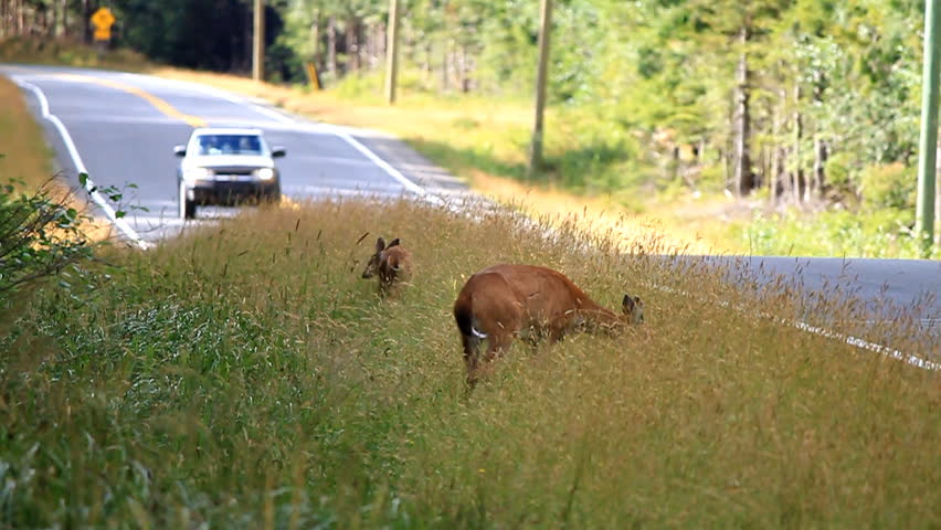 Dwarf Deer On Road with Stock Footage Video (100% Royalty-free) 8022961 ...