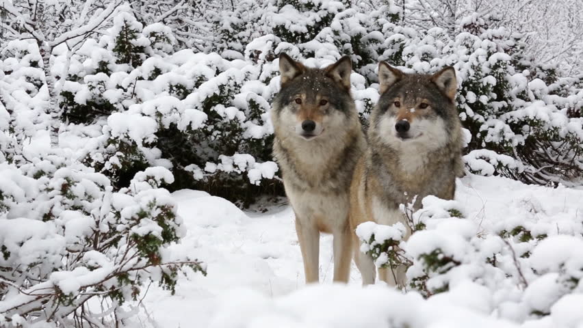 eurasian wolf winter scenery pack backing Stock Footage Video (100% ...