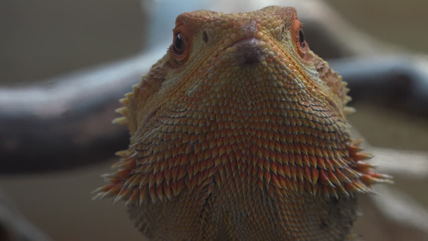 bearded dragon lizard face scales eyes Stock Footage Video (100% ...