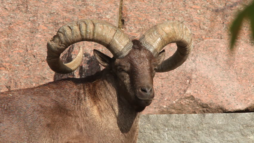 east caucasian tur male capra cylindricornis Stock Footage Video (100% ...