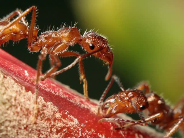 two ants gathering nectar bromeliad flower Stock Footage Video (100% ...