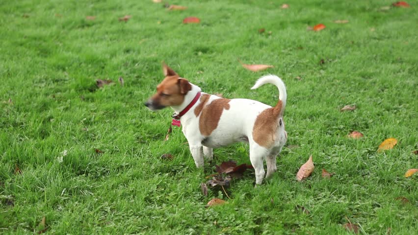 cute dog sniffing around looking camera Stock Footage Video (100% ...
