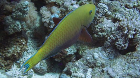 Rusty Parrot Fish On Coral Reef Stock Footage Video (100% Royalty-free ...