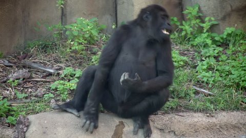 Wild Monkey Family Sacred Monkey Forest Stock Footage Video (100% ...