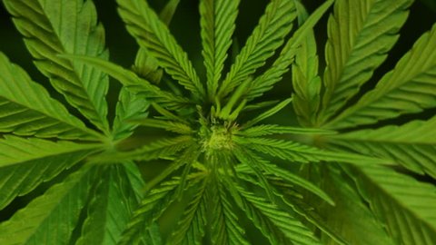 Top Cannabis Female Plant Indica Dominant Stock Footage Video (100% ...