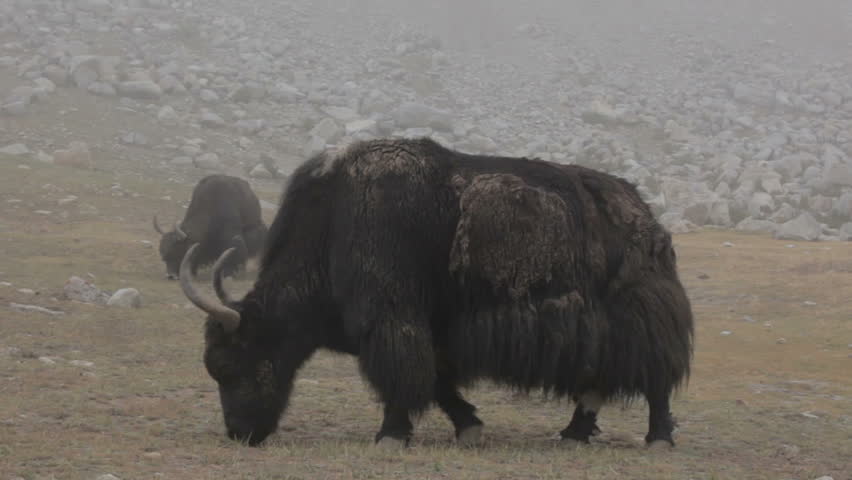 two musk ox bull fighting backlight Stock Footage Video (100% Royalty ...