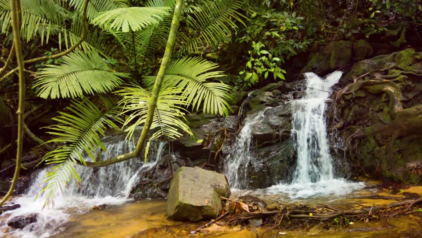 whitewater cascades over rocks tree roots Stock Footage Video (100% ...