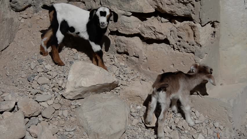 two baby goats walking on rocks Stock Footage Video (100% Royalty-free ...