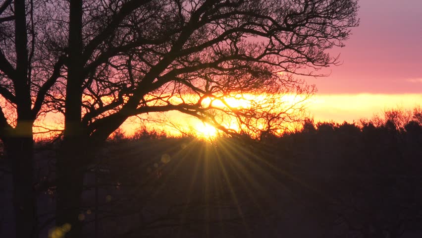 Autumn Sunrise Through Trees Over Stock Footage Video (100% Royalty ...