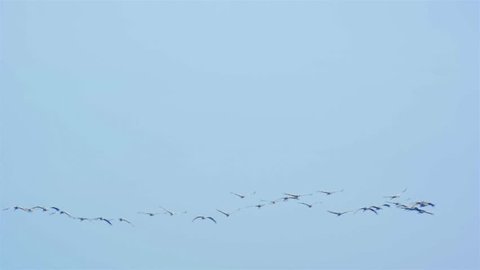 Group Migrating Common Cranes Eurasian Cranes Arkivvideomateriale (100 ...