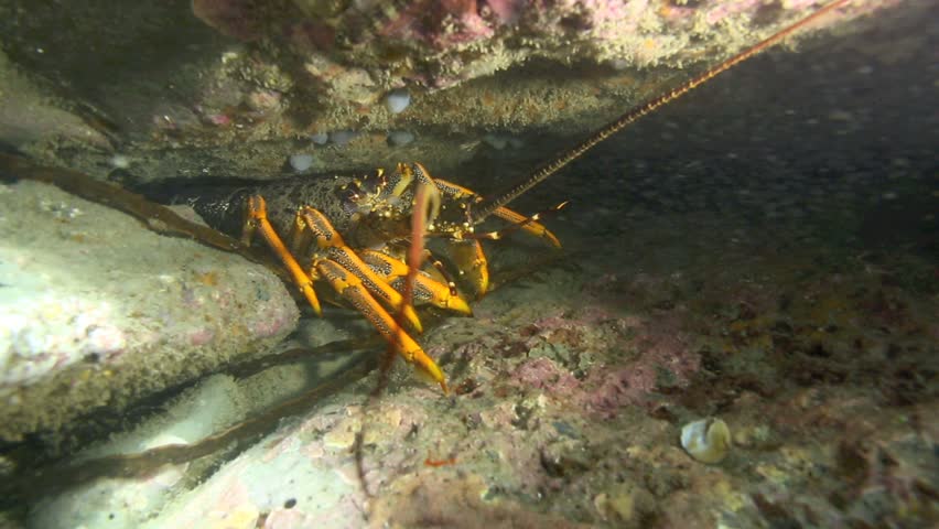 spiny crayfish lobster sheltering under rocks Stock Footage Video (100% ...