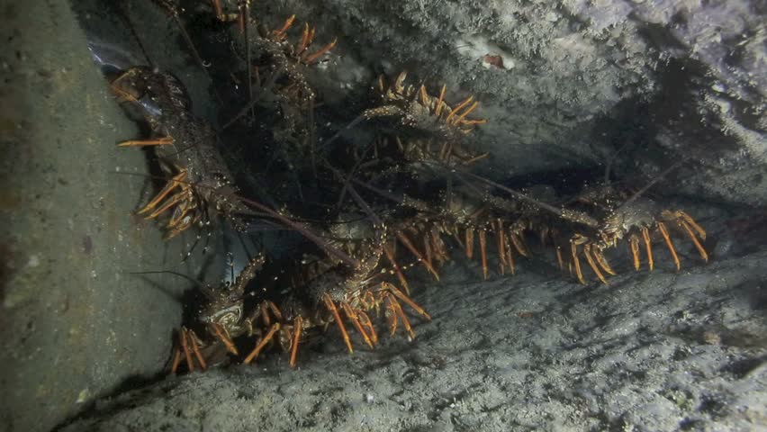 spiny crayfish lobster sheltering under rocks Stock Footage Video (100% ...