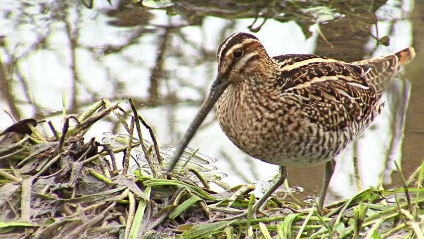 Common Snipe Finding and Hunting Stock Footage Video (100% Royalty-free ...