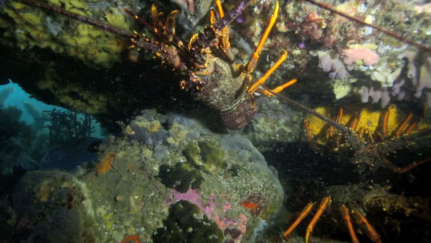 spiny crayfish lobster sheltering under rocks Stock Footage Video (100% ...