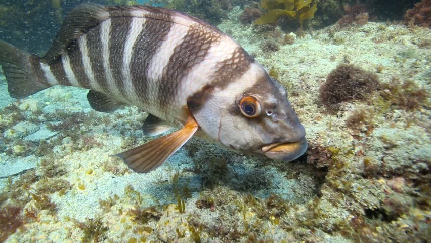 Red Moki Fish Feeding On Stock Footage Video (100% Royalty-free ...