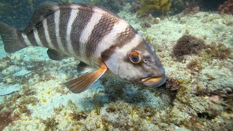Red Moki Fish Feeding On Ocean Stock Footage Video (100% Royalty-free ...
