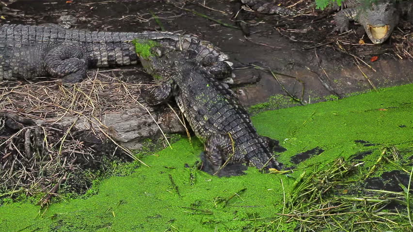 Alligator or Crocodile Climb or Stock Footage Video (100% Royalty-free ...