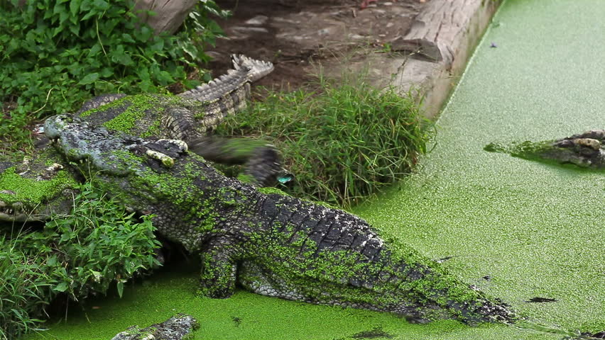 alligator crocodile climb walking river pond Stock Footage Video (100% ...