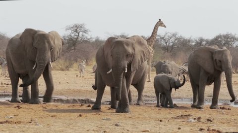 african elephant mating Stock Footage Video (100% Royalty-free ...