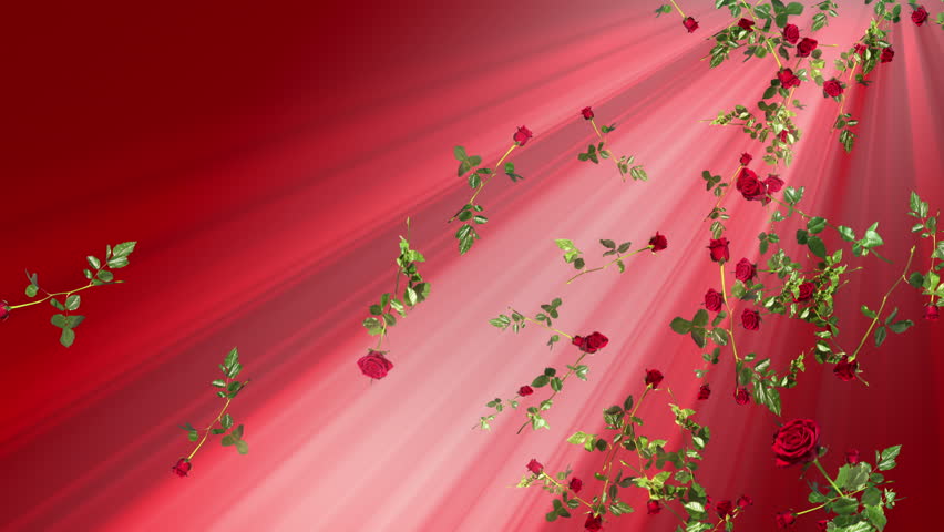 Falling Red Roses Background Loop, Stock Footage Video (100% Royalty ...