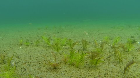 Young Stems Claspingleaf Pondweed Potamogeton Perfoliatus Stock Footage ...