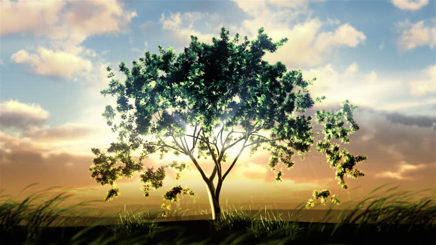 Timelapse of a Growing Tree Stock Footage Video (100% Royalty-free ...