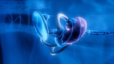Inner Ear Hearing Process Medical Animation Stock Footage Video (100% ...