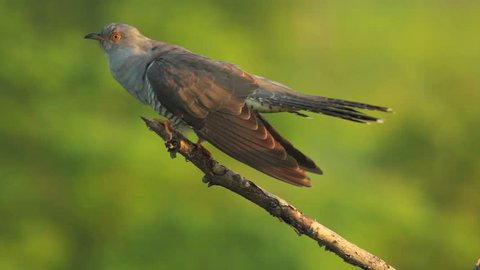 bird common cuckoo cuculus canorus male Stock Footage Video (100% ...