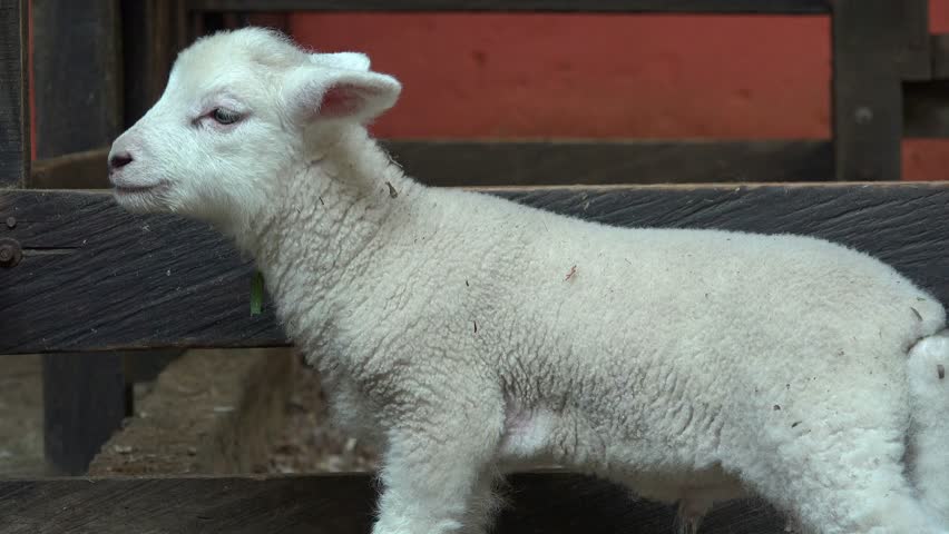 lambs baby sheep livestock farm animals Stock Footage Video (100% ...