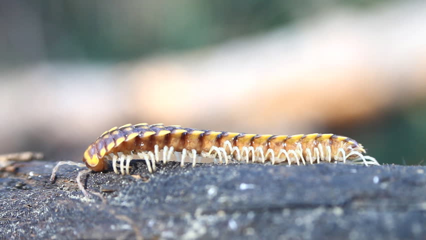 Insect Move Centipede Macro Tropical Stock Footage Video (100% Royalty ...