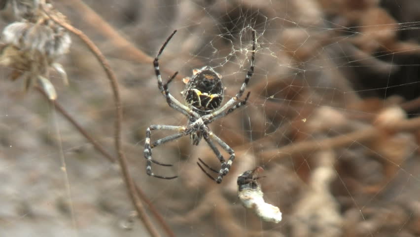 Silver Garden Spider with Spun Stock Footage Video (100% Royalty-free ...