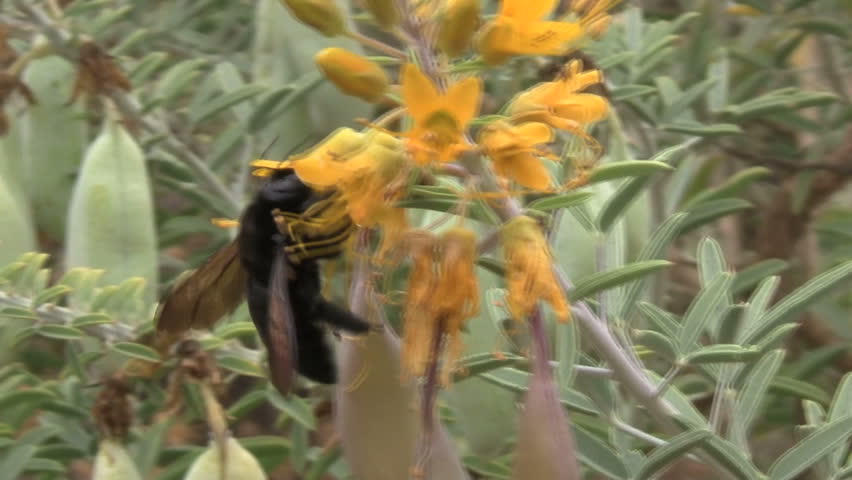 european carpenter bee Stock Footage Video (100% Royalty-free) 831691 ...
