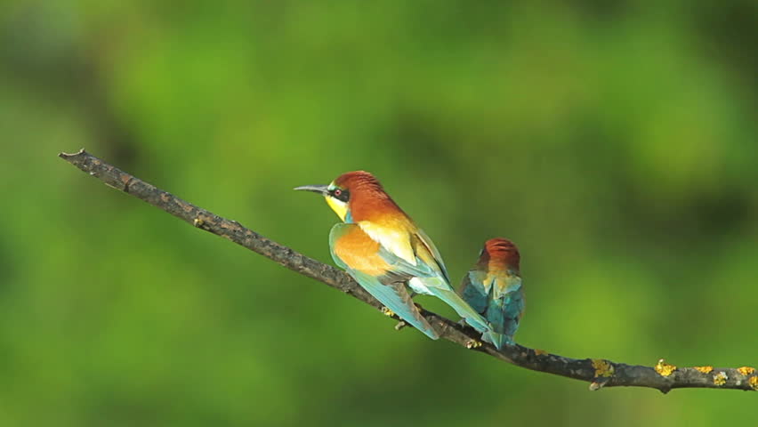 Birds Bee-eaters Performing Nesting Games, Stock Footage Video (100% ...