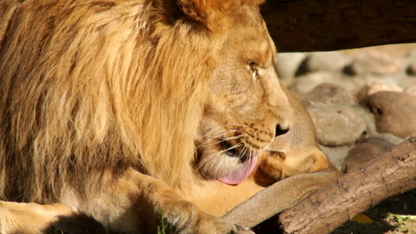 Sunlit Lion, Calm Lying On Stock Footage Video (100% Royalty-free ...