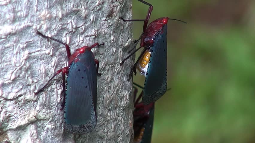 Orange, Red and Blue Bugs Stock Footage Video (100% Royalty-free ...
