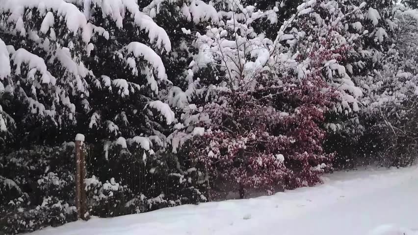 falling snow forest covered trees Stock Footage Video (100% Royalty ...