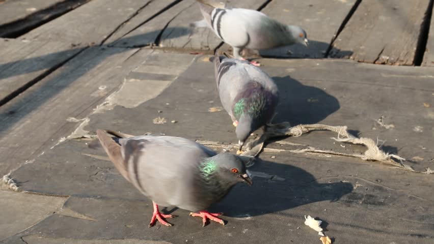 pigeon eating bread Stock Footage Video (100% Royalty-free) 8364850 ...