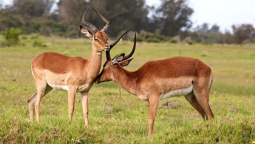 Two Male Impala Antelope with Stock Footage Video (100% Royalty-free ...