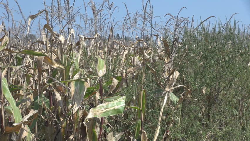 wind softly blowing corn field dry Stock Footage Video (100% Royalty ...