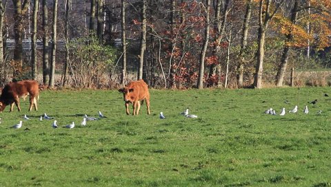 Cows Grazing Birds Raven Gulls Stock Footage Video (100% Royalty-free ...
