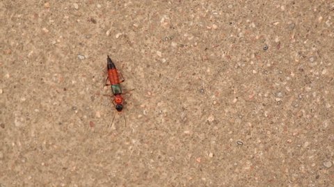 Paederus Rove Beetle On Cement Wall Stock Footage Video (100% Royalty ...
