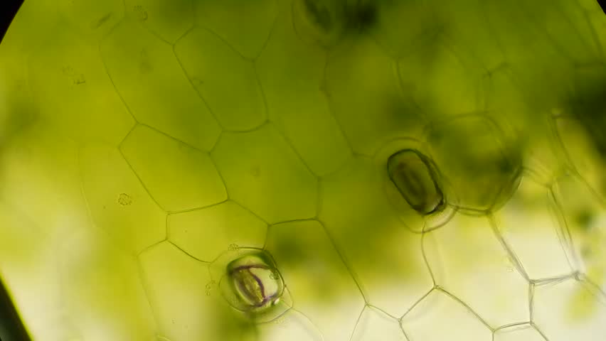 living cells leaf orchid plant under Stock Footage Video (100% Royalty ...