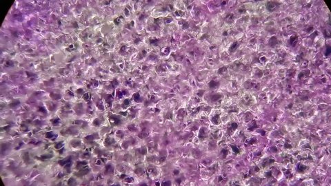 Cells Orchid Petal Under Microscope Magnif Stock Footage Video (100% ...