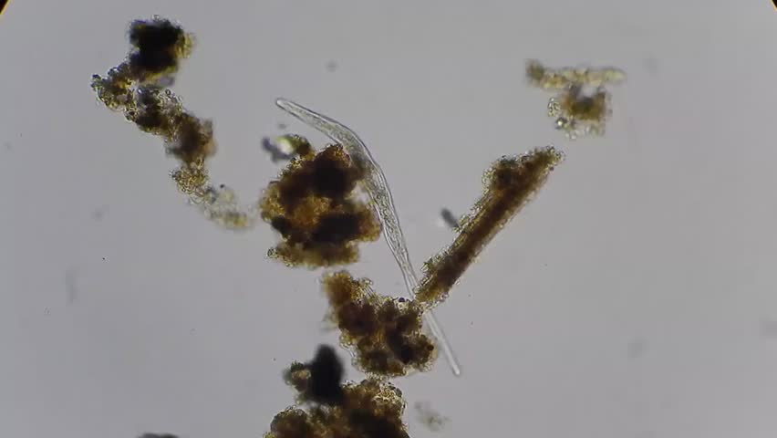 Worm Nematode Under Microscope Magn Stock Footage Video 100 Royalty