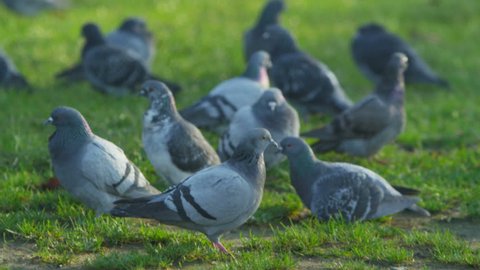 4k Slow Motion Clip Pigeons Congregating Stock Footage Video (100% ...
