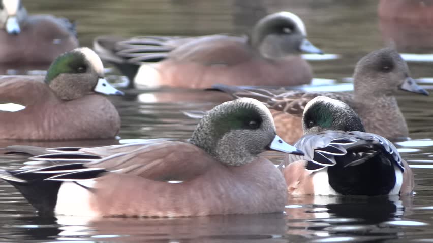Widgeon Ducks - 15 - Stock Footage Video (100% Royalty-free) 8412838 ...