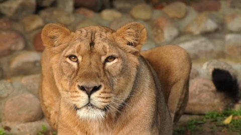 portrait aggressive lioness attacking Stock Footage Video (100% Royalty ...
