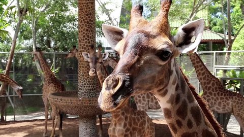 Big Giraffes Zoological Garden Stock Footage Video (100% Royalty-free ...